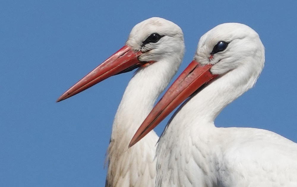 Wild White Stork breeds at Knepp - BirdGuides