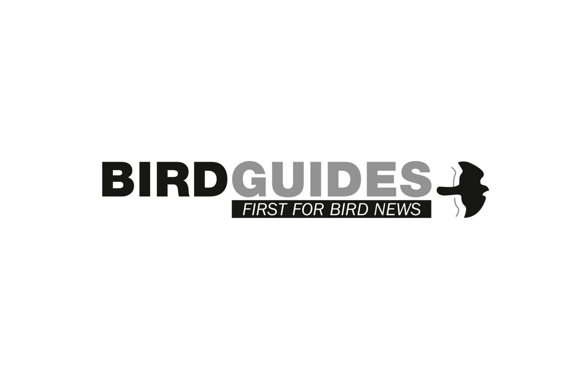 New additions to BirdGuides news team - BirdGuides