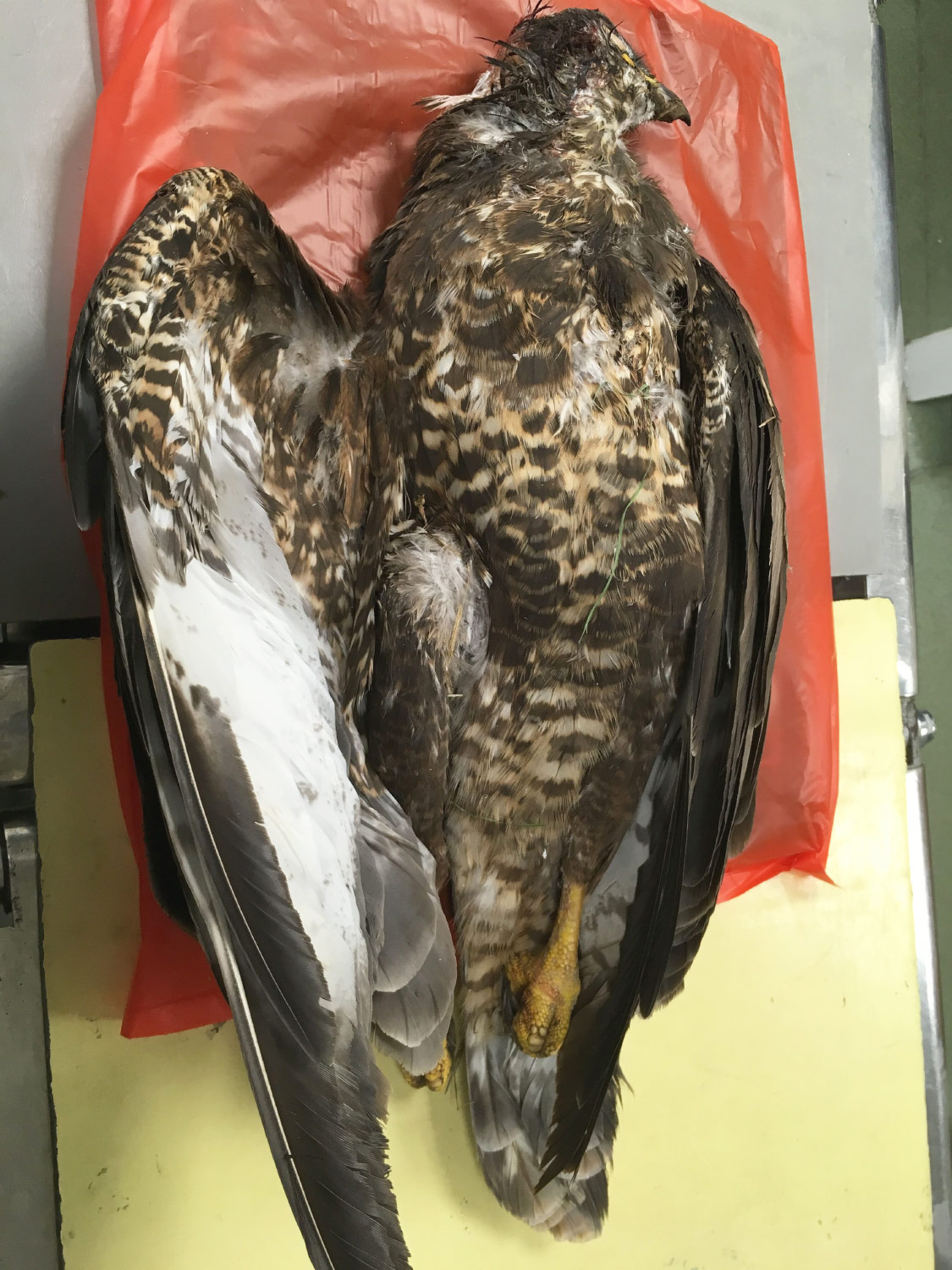 New Birdcrime report reveals raptor persecution is rife - BirdGuides