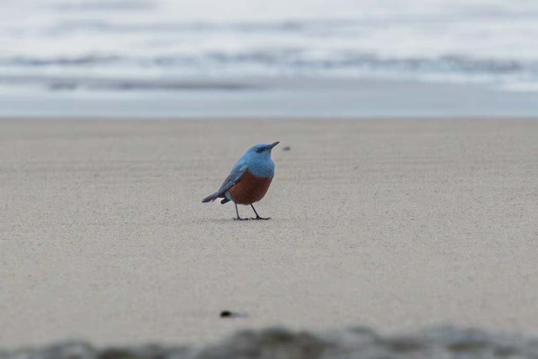 Blue Rock Thrush shocks US west-coast birders - BirdGuides
