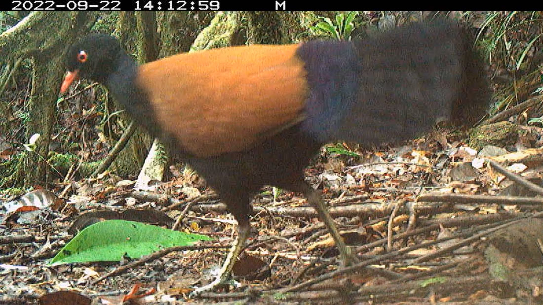 Black-naped Pheasant Pigeon rediscovered after 140 years - BirdGuides