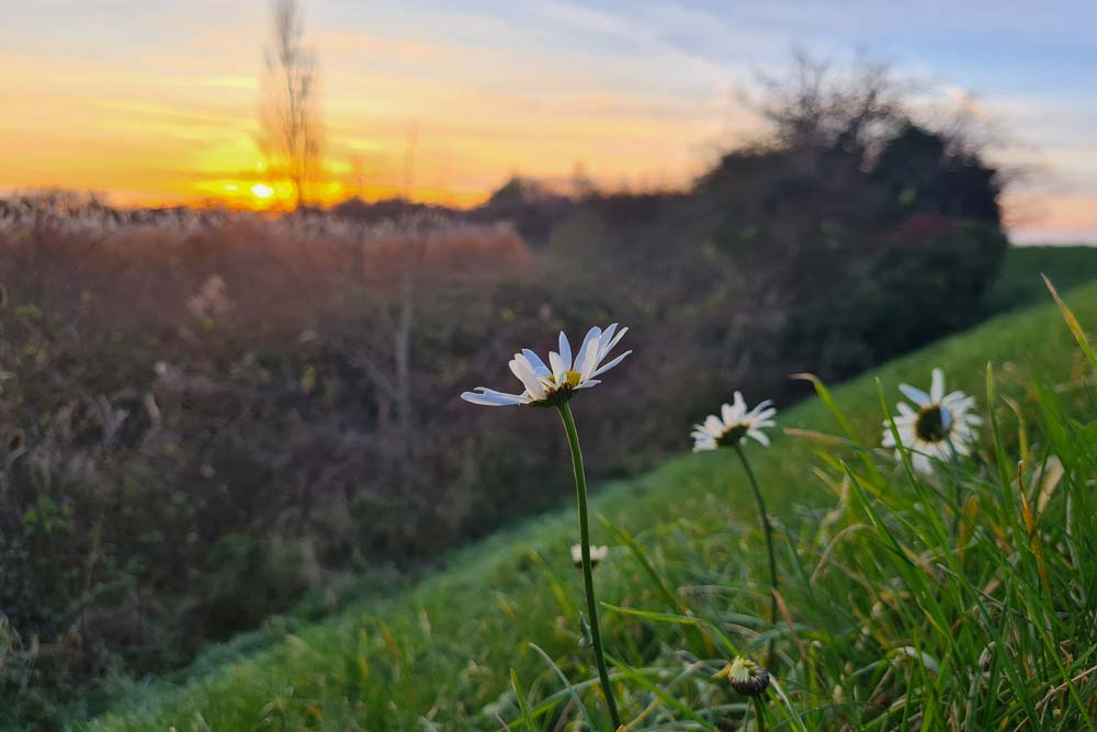 Take part in the New Year Plant Hunt - BirdGuides