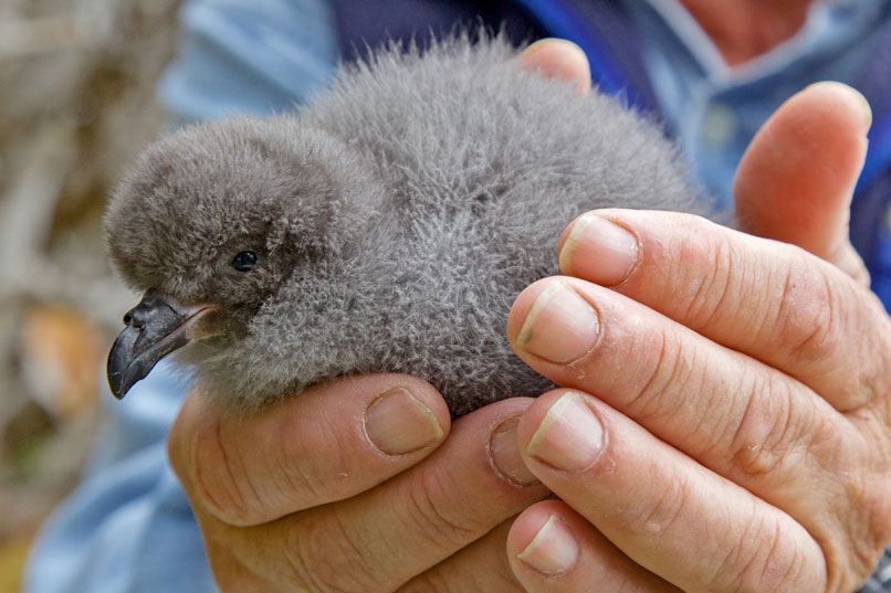Bermuda Petrel enjoys record-breaking breeding season - BirdGuides