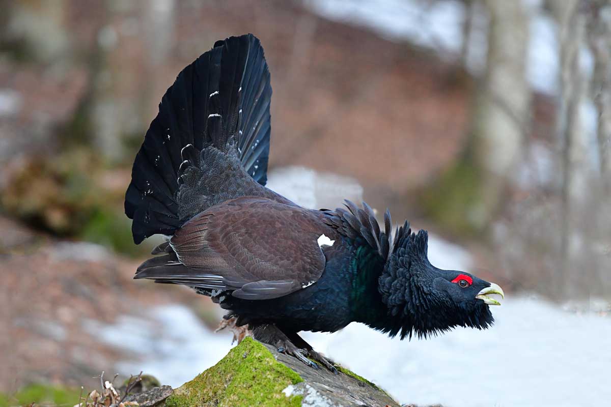 Positive signs for Scottish capercaillie - BirdGuides