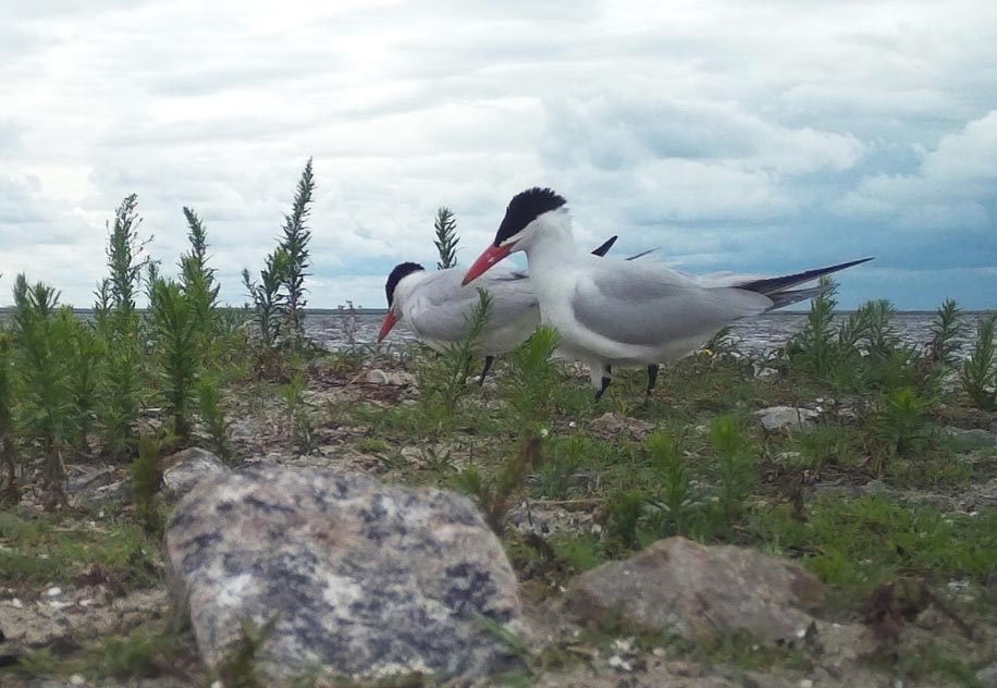 Caspian Tern breeds in Poland for first time - BirdGuides