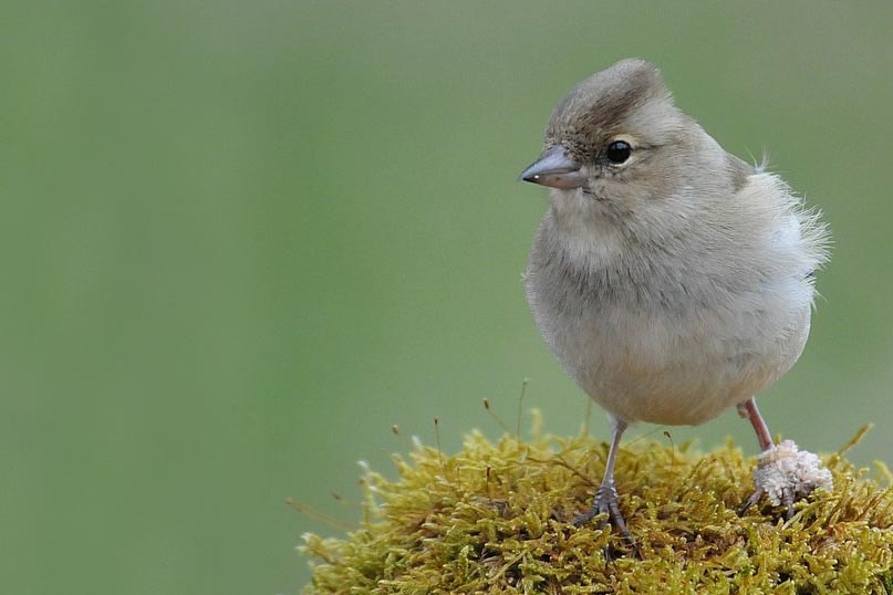 Citizen science helps lift the lid on finch leg disease - BirdGuides