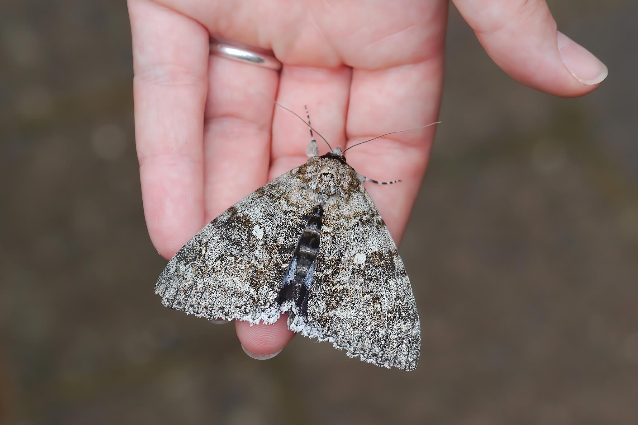 Spectacular moth recolonises Britain - BirdGuides