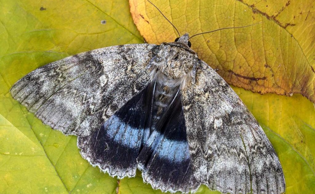Spectacular moth recolonises Britain - BirdGuides