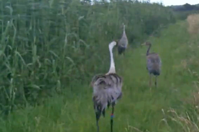 Cranes breed at RSPB Ham Wall - BirdGuides