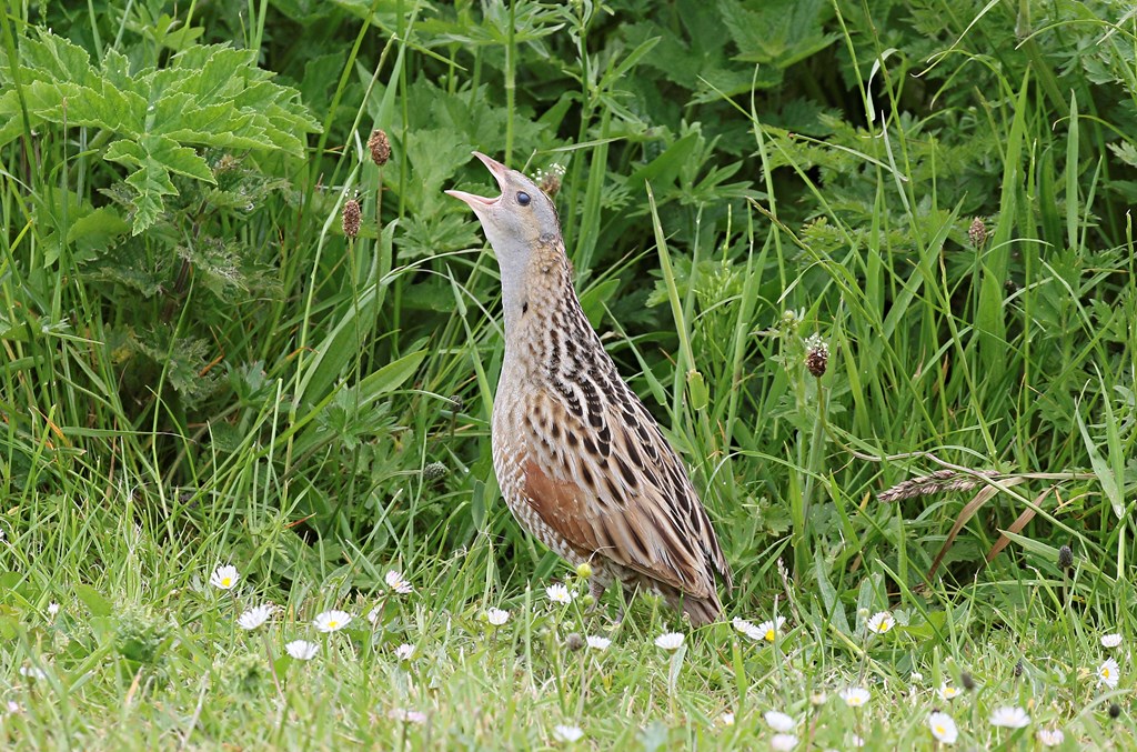 How to report a Corncrake - BirdGuides