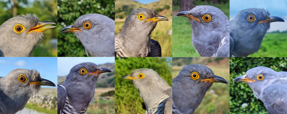 BTO introduces cuckoo 'class of 2023' - BirdGuides