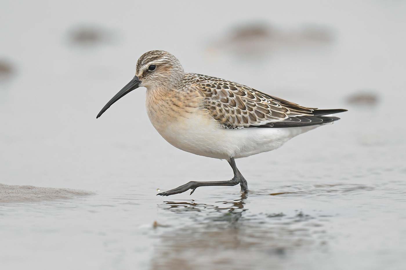 Curlew Sandpiper influx is biggest in years - BirdGuides