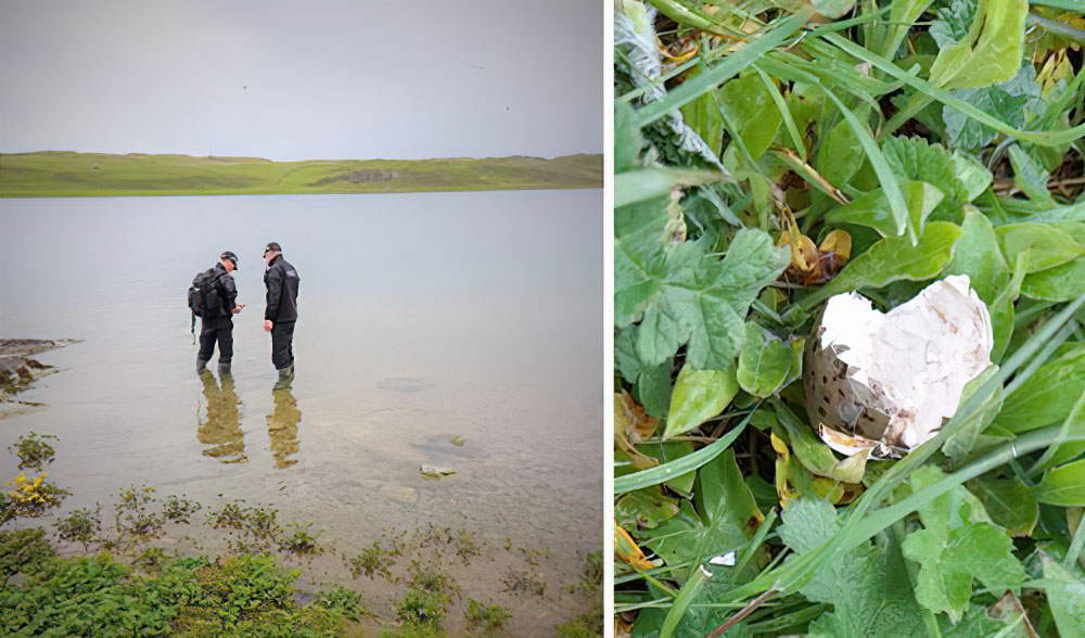 Man and woman fined for destroying protected bird eggs - BirdGuides