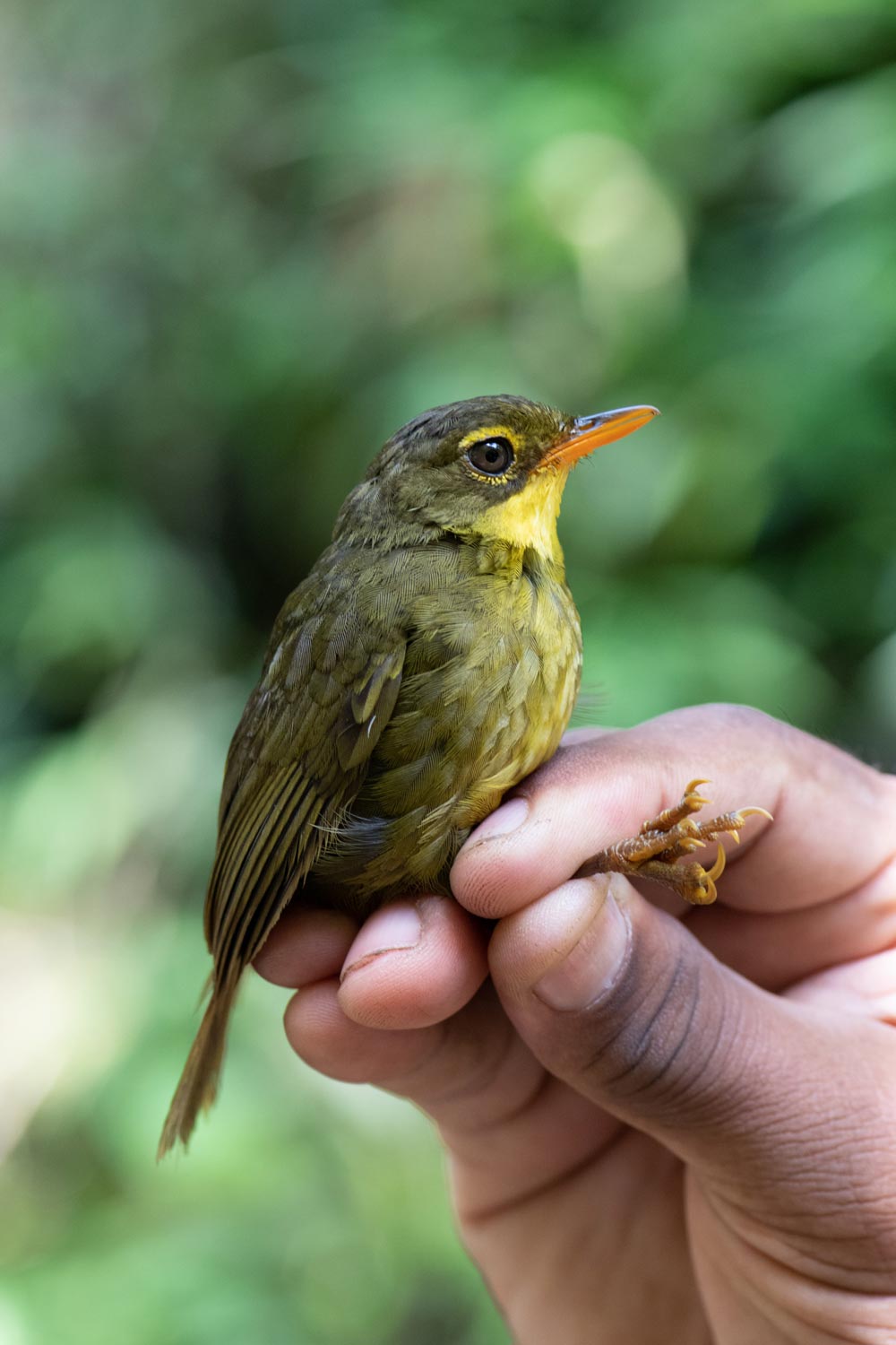 Madagascar songbird seen for first time in 24 years - BirdGuides