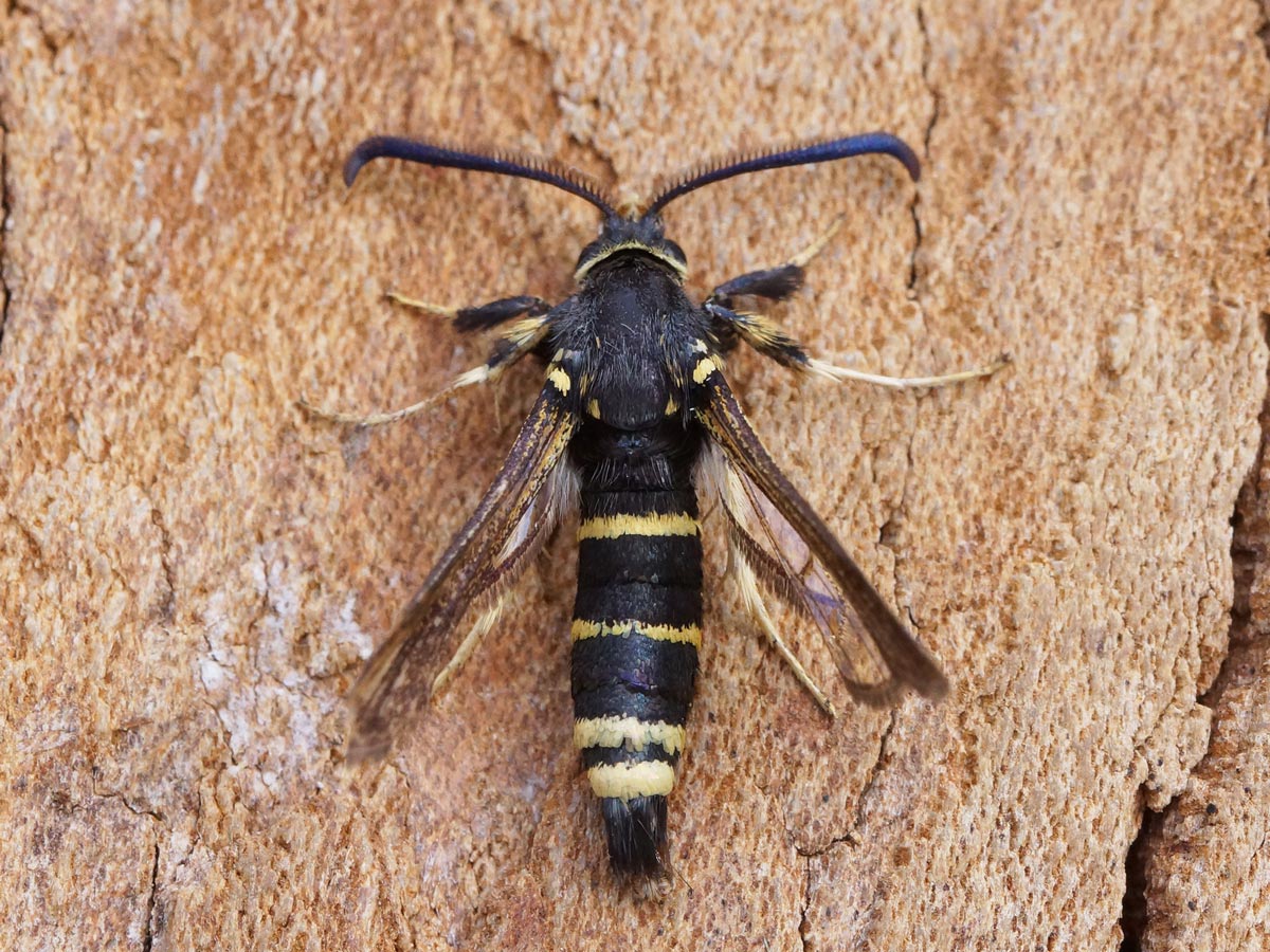 Day-flying moth confirmed in UK for first time in a century - BirdGuides