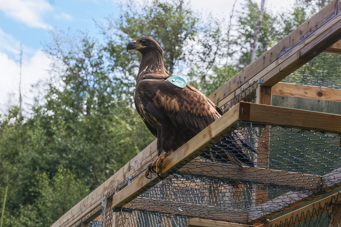 More White-tailed Eagles released in Ireland - BirdGuides