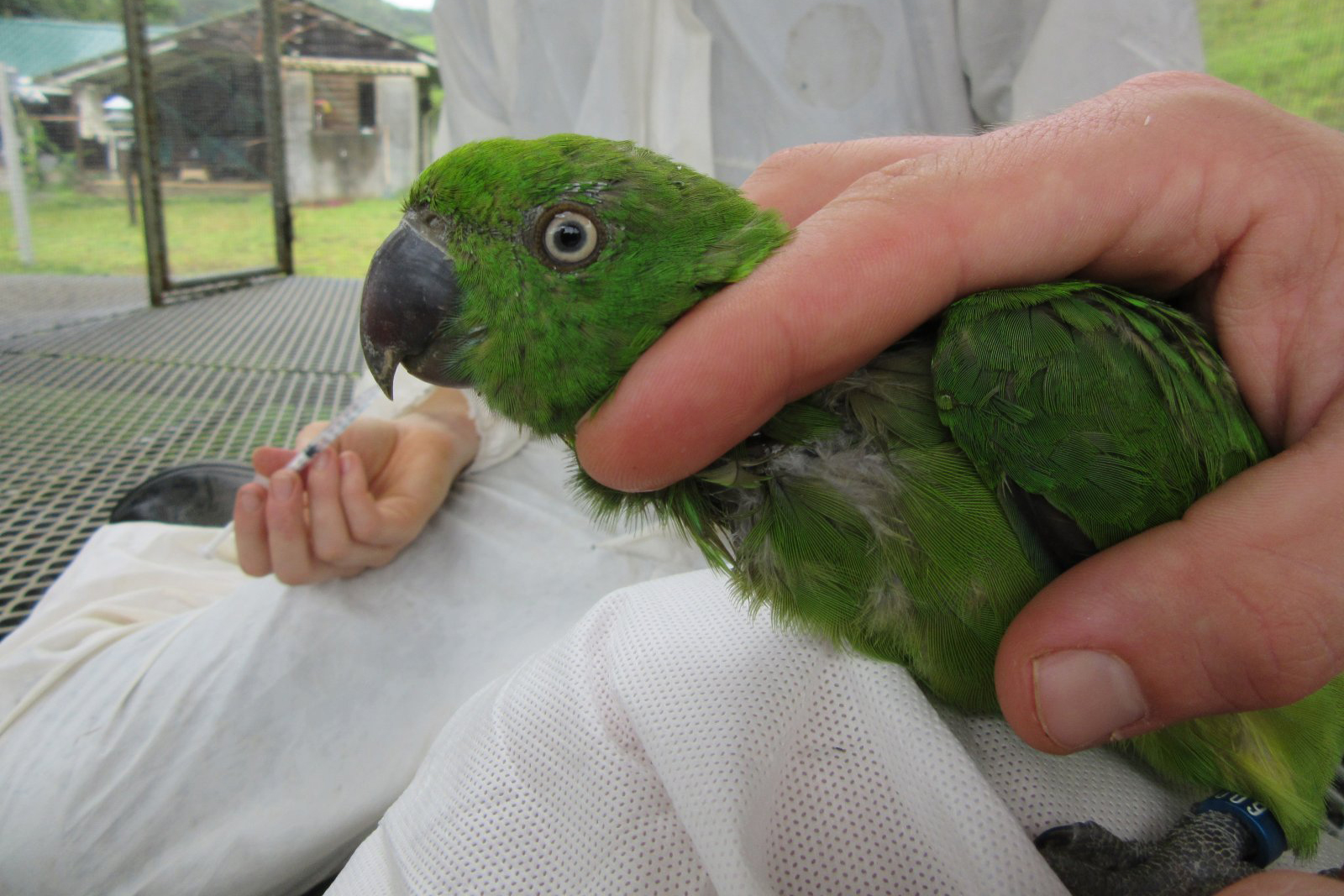 Threatened endemic birds successfully reintroduced across Mauritius ...