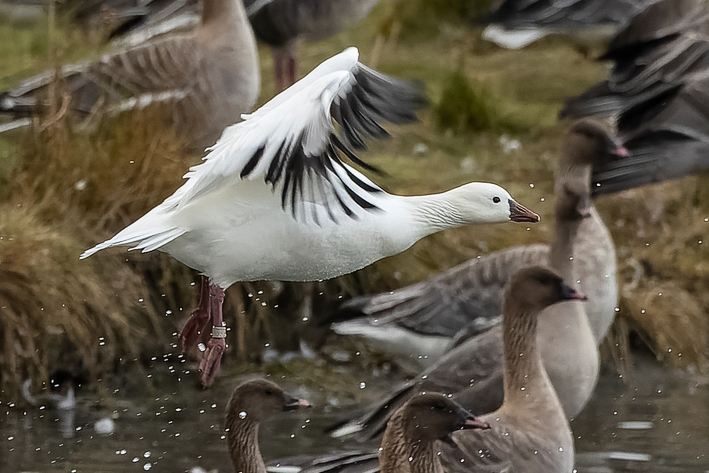 Canadian-ringed Ross's Goose reaches Europe - BirdGuides