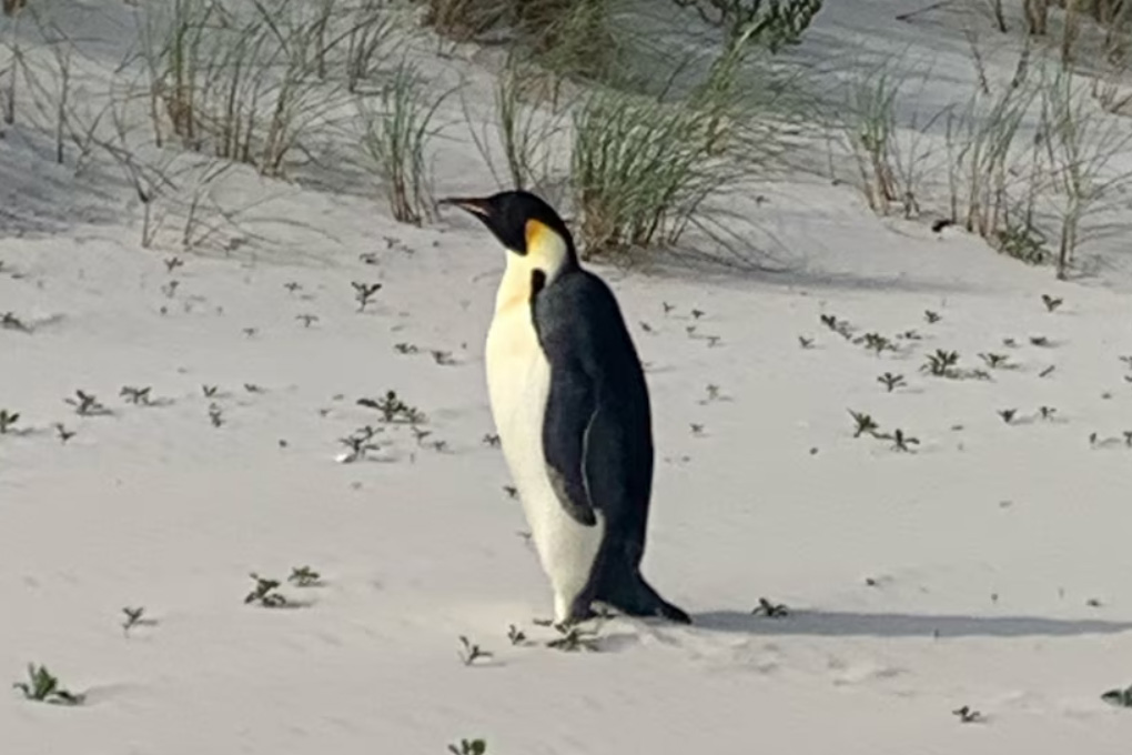 Most northerly record of Emperor Penguin in Australia - BirdGuides