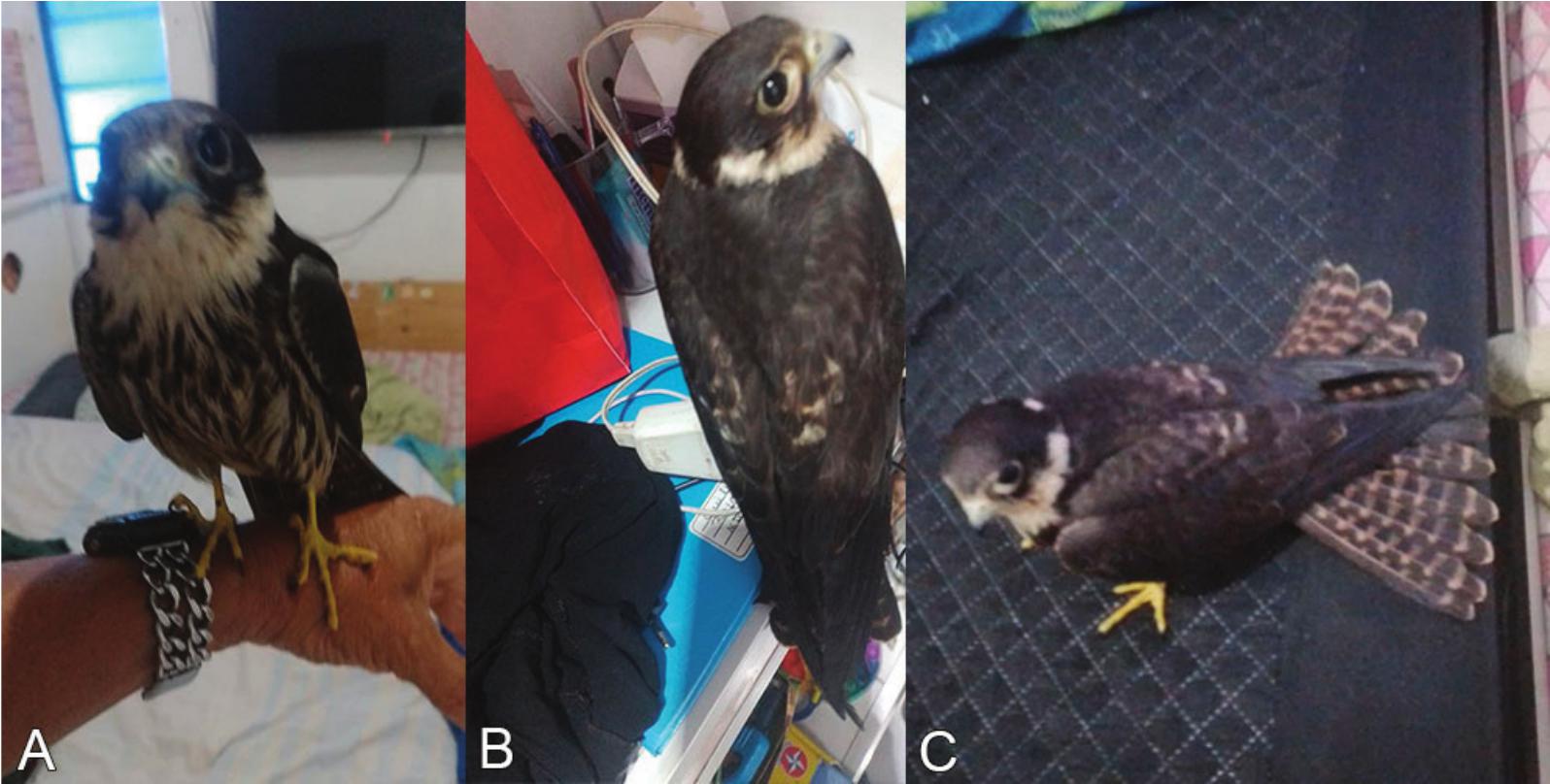 Eurasian Hobby reaches South America for first time - BirdGuides