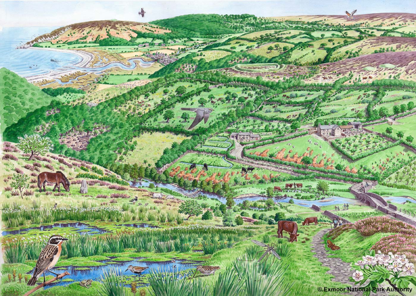New vision launched to restore nature to Exmoor - BirdGuides