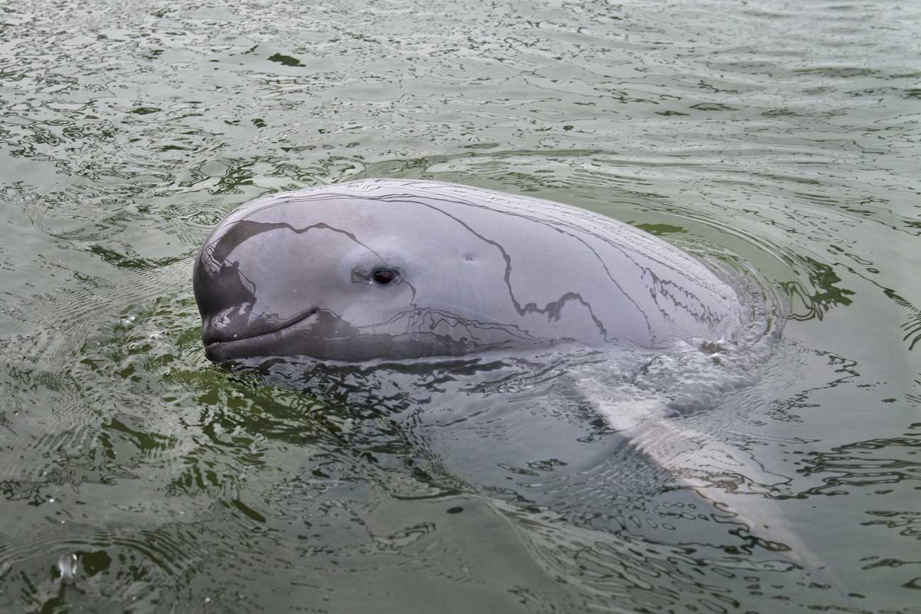 Critically Endangered porpoise shows signs of recovery - BirdGuides
