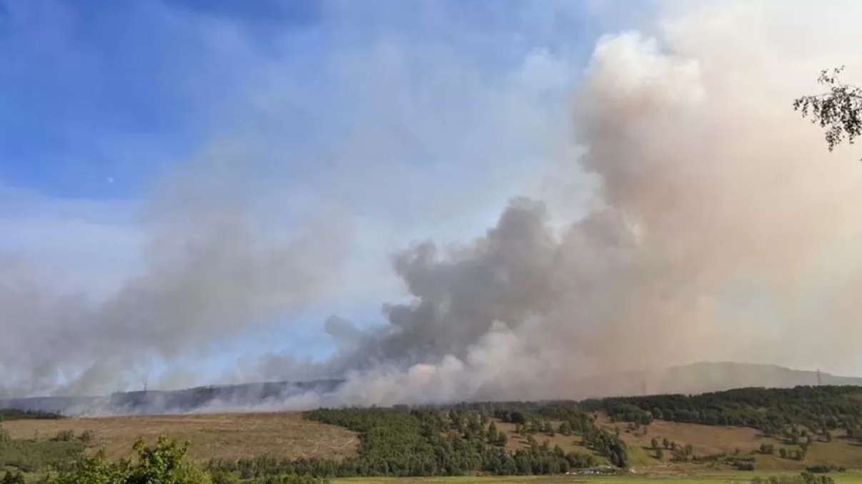 Signs of recovery at Highland reserve devastated by wildfire - BirdGuides