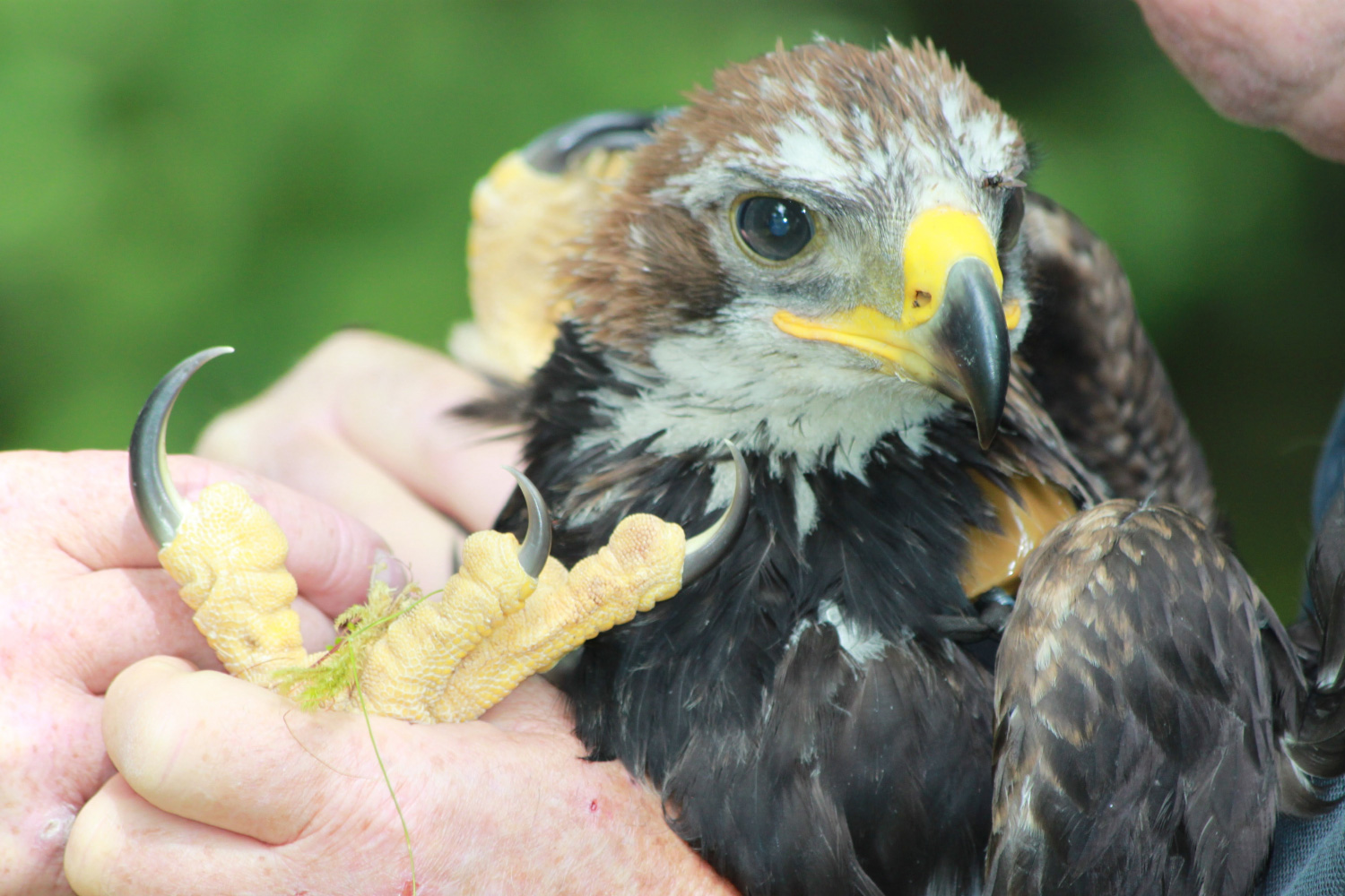 New evidence suggests foul play in Golden Eagle 'disappearance ...