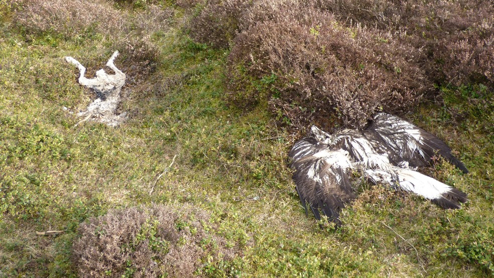 Intense raptor killing continues, says Birdcrime reveals - BirdGuides