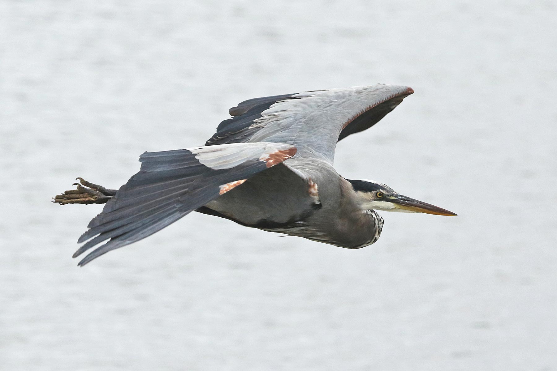 Trackers reveal epic migratory feats of Great Blue Heron - BirdGuides