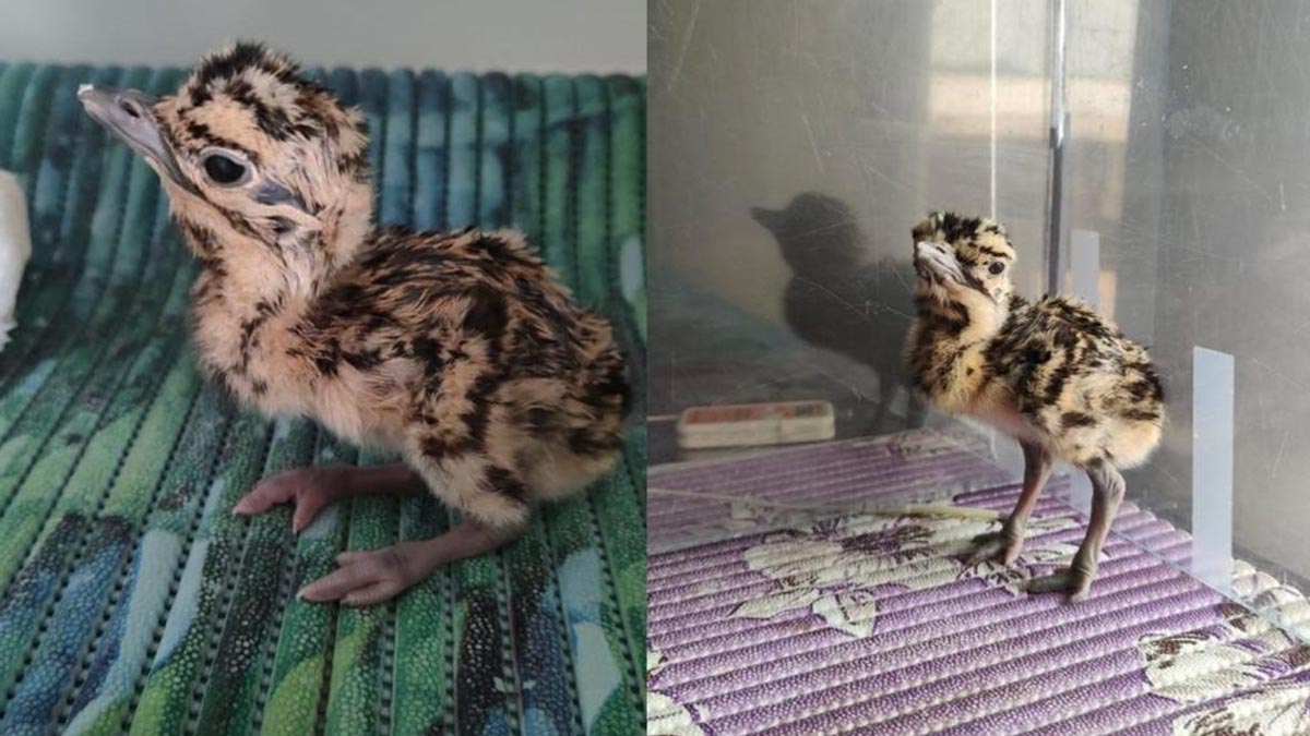Artifical insemination offers hope for Great Indian Bustard - BirdGuides