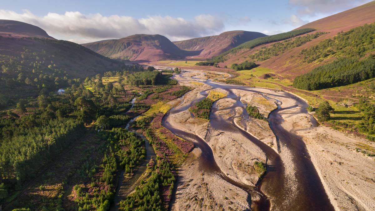 New report: let trees 'plant themselves' for UK woodland restoration ...