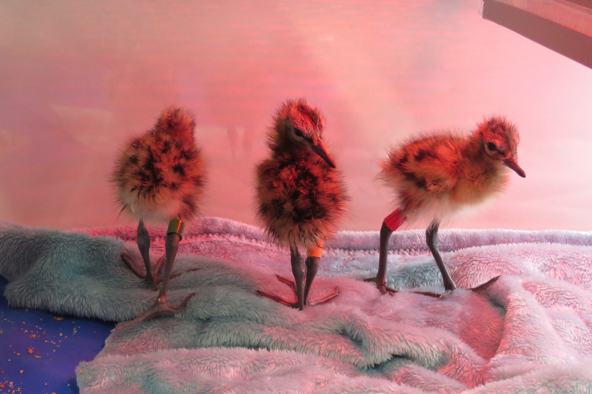 Rescued wader eggs begin to hatch - BirdGuides