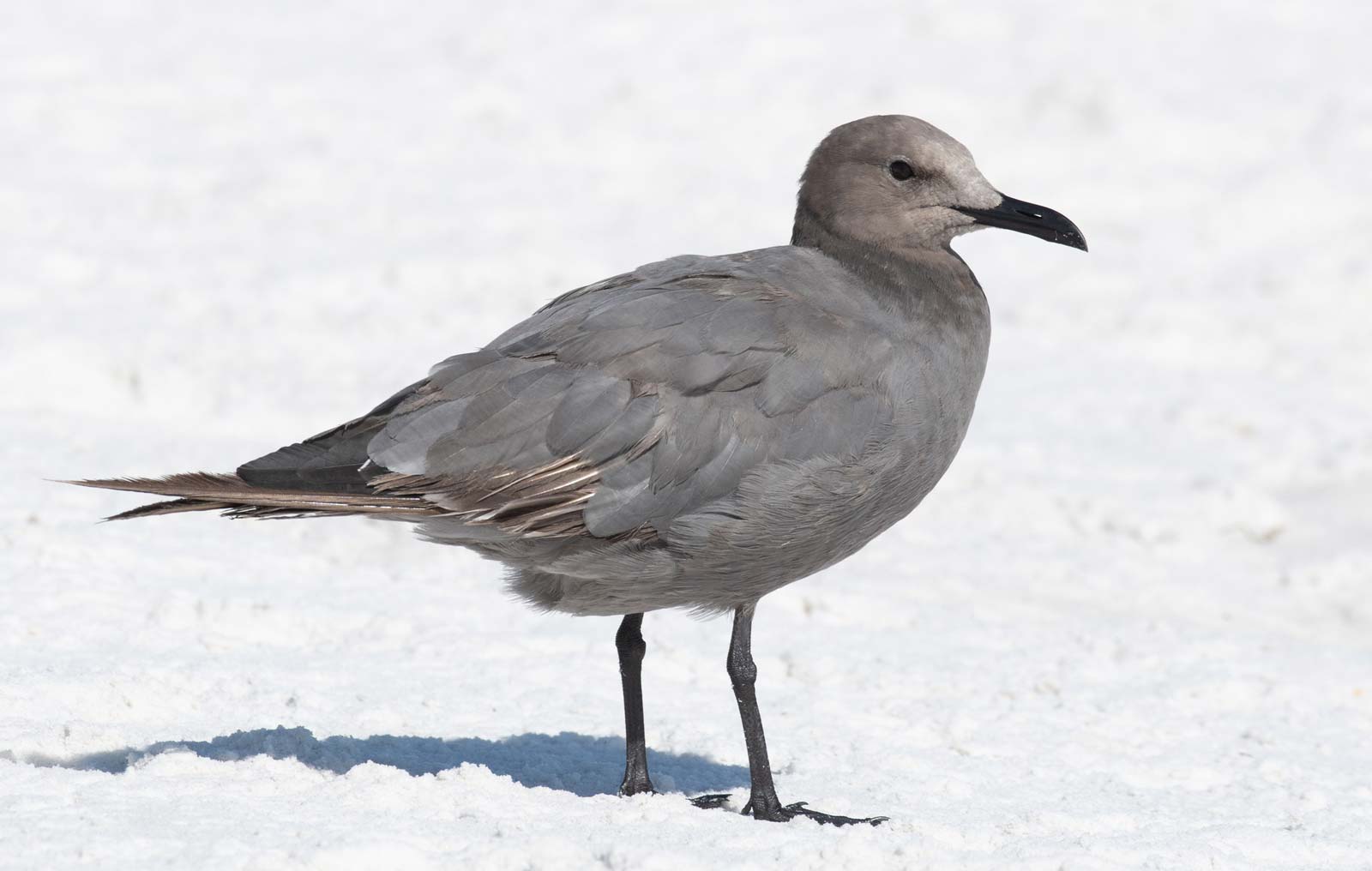 First Grey Gull for USA discovered in Florida - BirdGuides