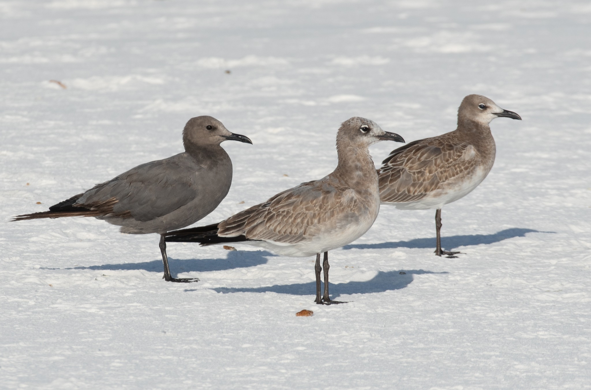 First Grey Gull for USA discovered in Florida - BirdGuides