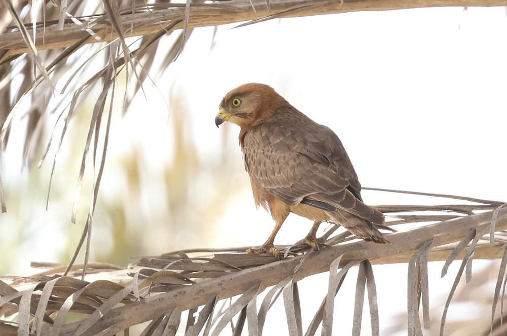 First Western Palearctic Grasshopper Buzzard found in Mauritania ...