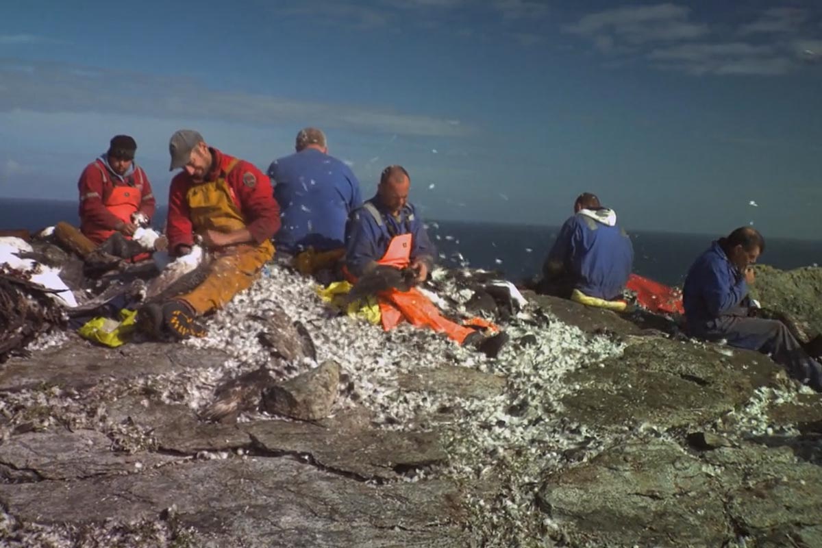 Scottish gannet hunt to return after licence granted - BirdGuides