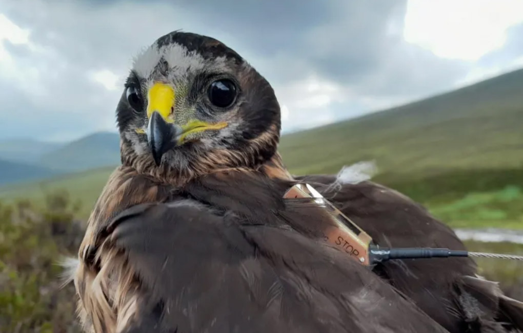 'Suspicious' Hen Harrier disappearance triggers investigation - BirdGuides