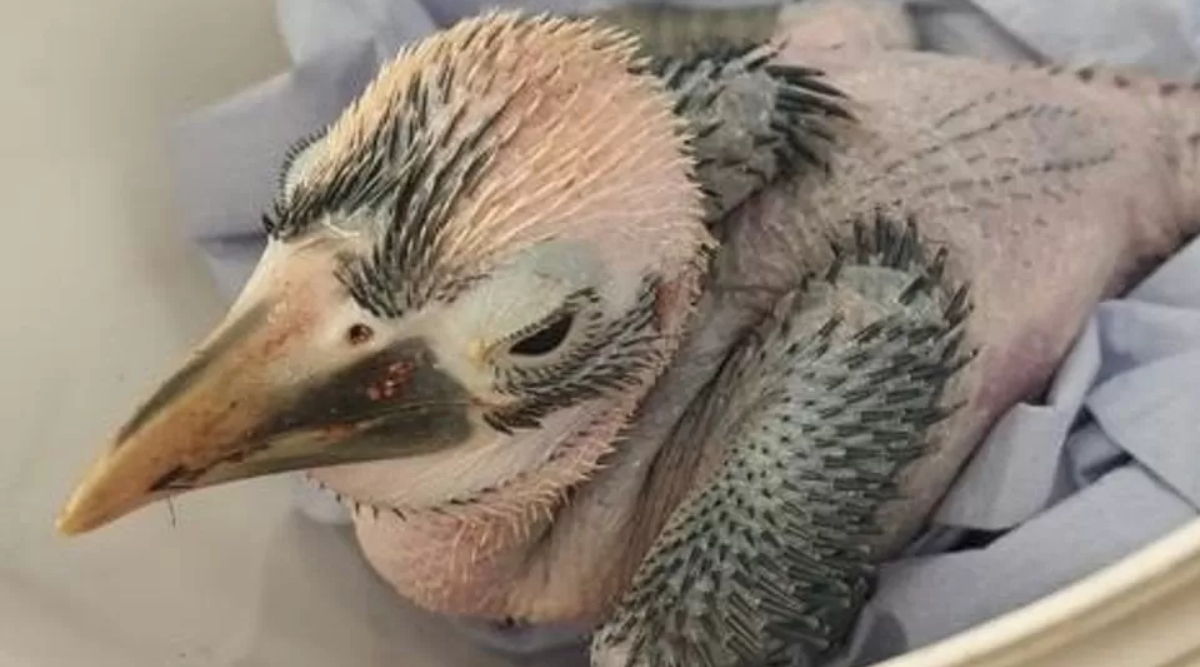 Extremely rare birds successfully hatch at Bristol Zoo - BirdGuides