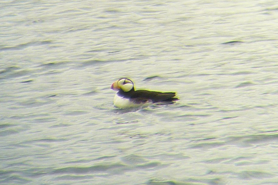 Western Palearctic's first Horned Puffin identified in Norway - BirdGuides