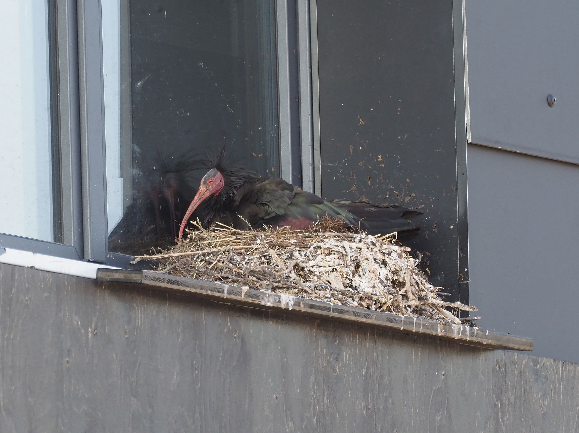 Northern Bald Ibis pair nests on motorbike shop window in Switzerland ...