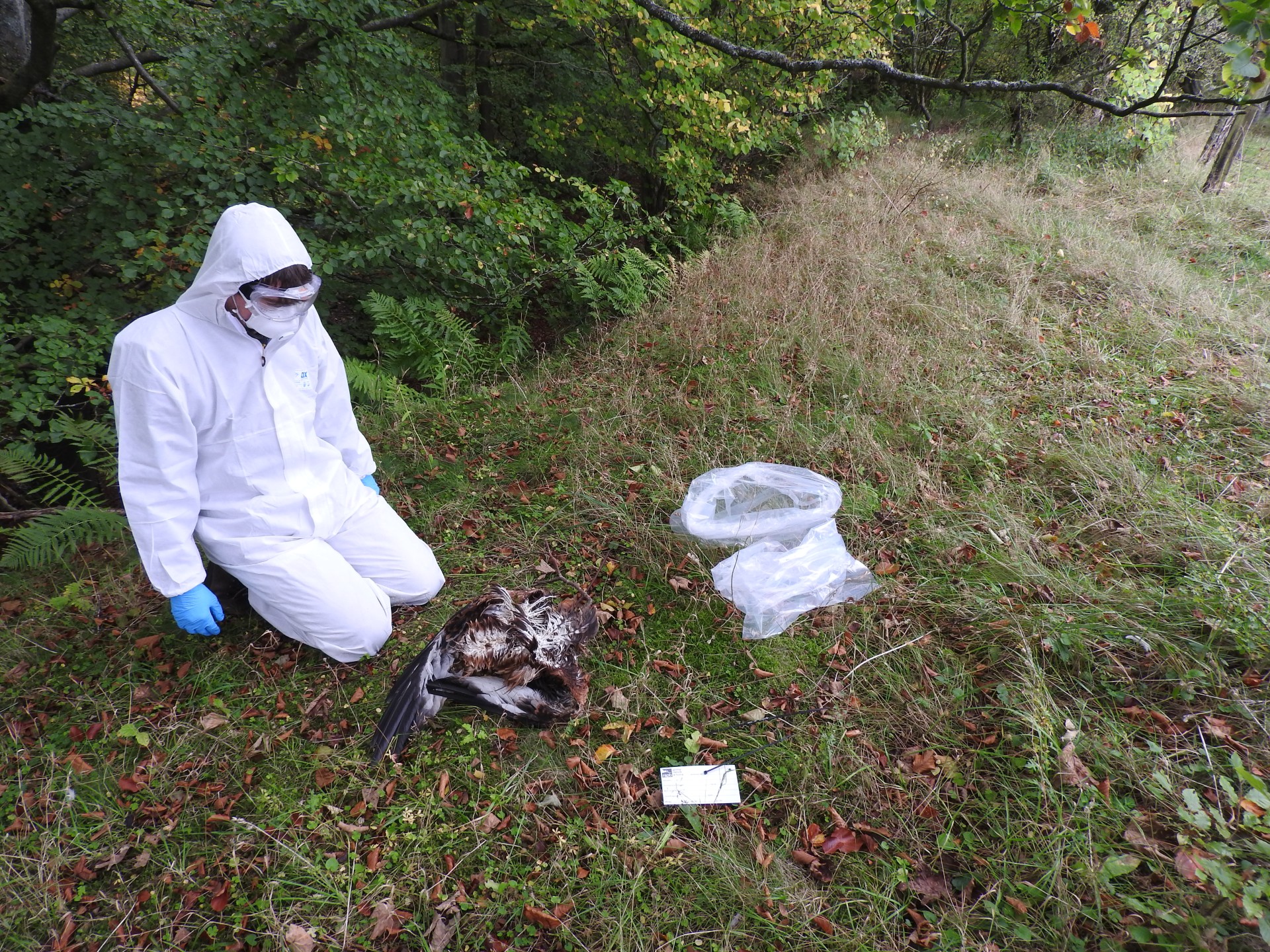 Red Kite found shot and poisoned in Co Durham - BirdGuides