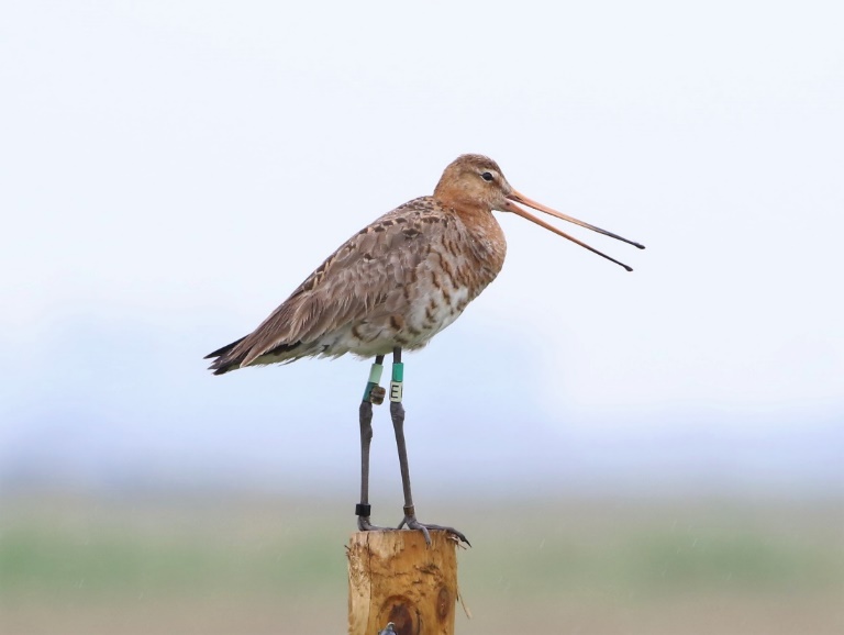 Action plan sets out path to godwit recovery - BirdGuides