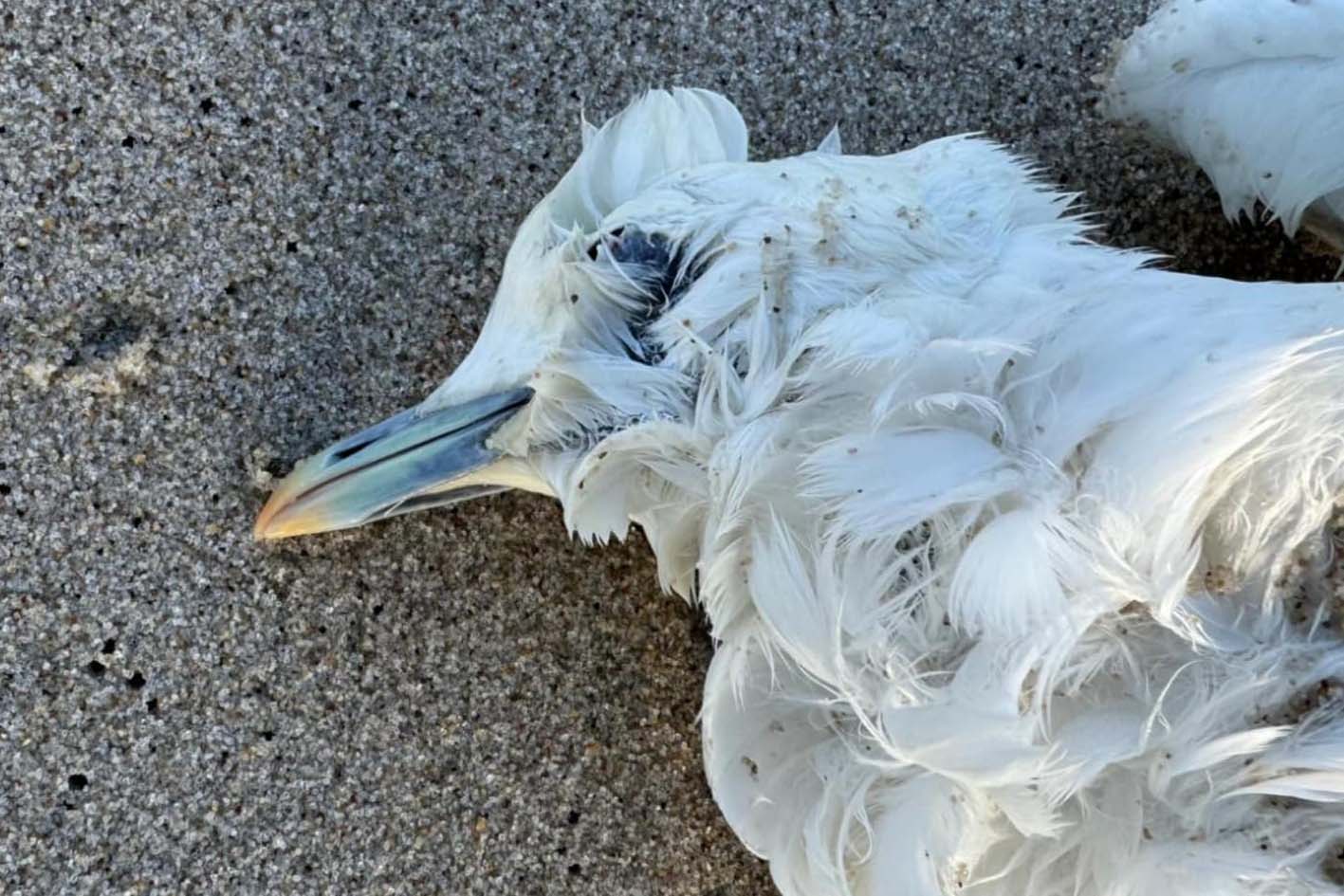 Polish Ivory Gull perishes - BirdGuides