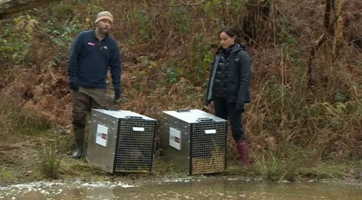 Beavers return to Hampshire for first time in 400 years - BirdGuides