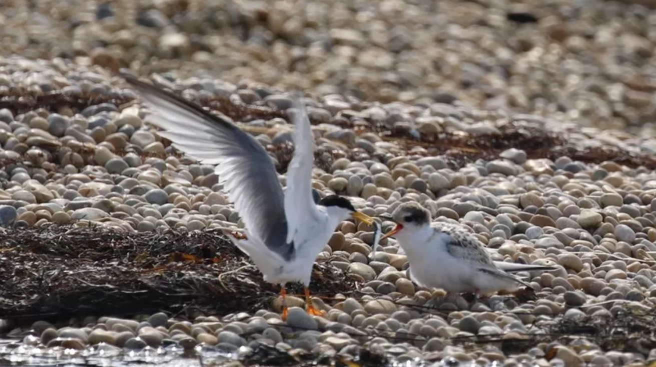 Little Tern enjoys excellent breeding season at Dorset site - BirdGuides
