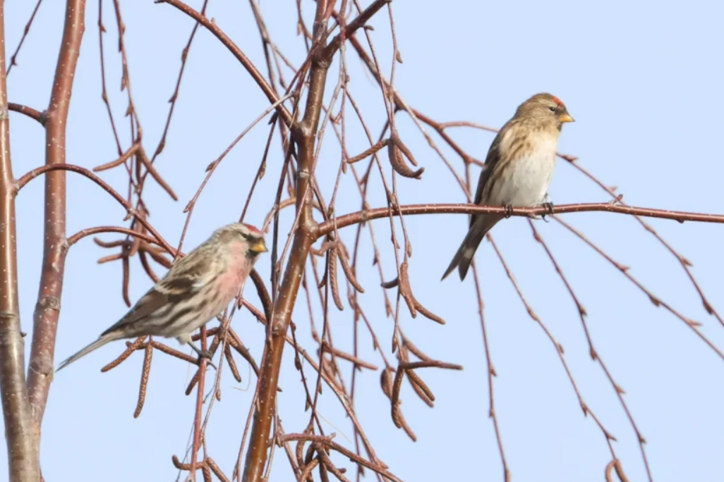 Redpolls to become one species - BirdGuides