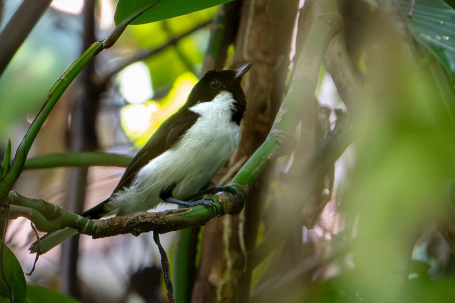 Vella Lavella Monarch photographed for first time - BirdGuides