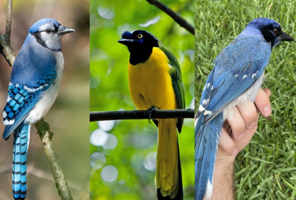 Rare hybrid jay between distinctly distributed species found in Texas - BirdGuides