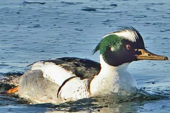 Extremely rare hybrid duck seen in Russia - BirdGuides